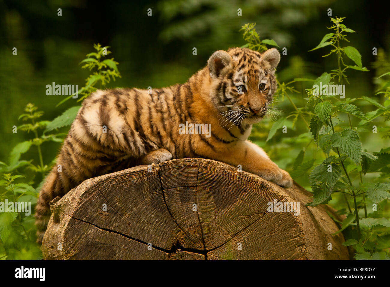 Big tiger laying on grass hi-res stock photography and images - Alamy
