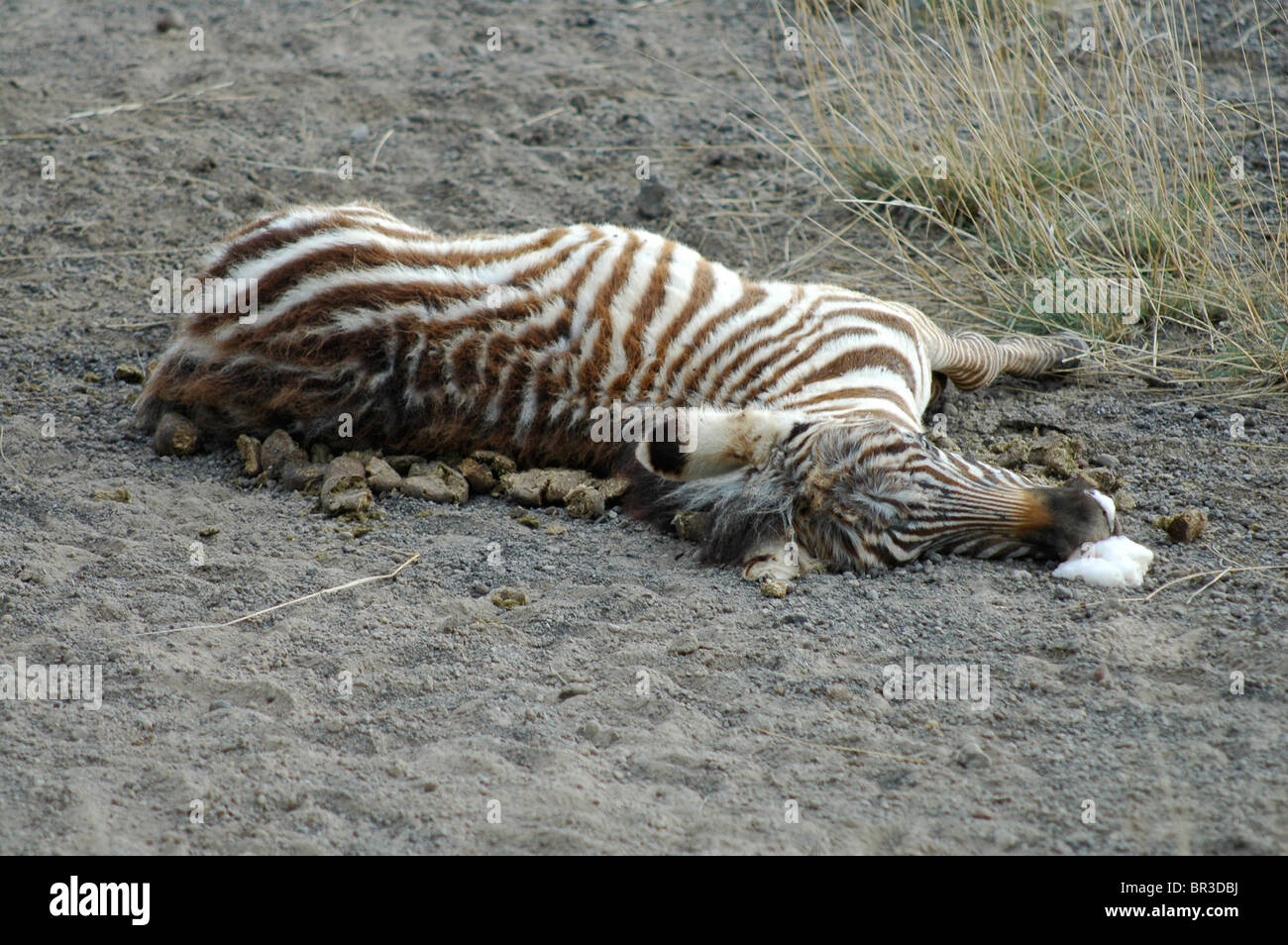 Foaming at the mouth hi-res stock photography and images - Alamy