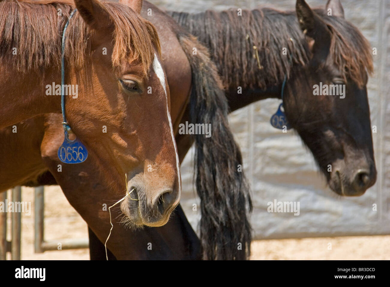 Wild Mustang Roundup