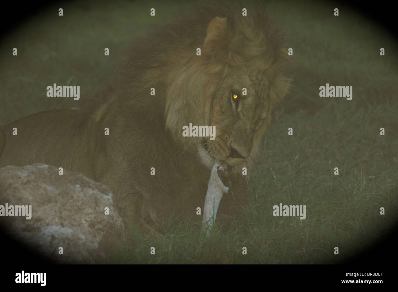 African male lion at night chewing a bone Stock Photo - Alamy