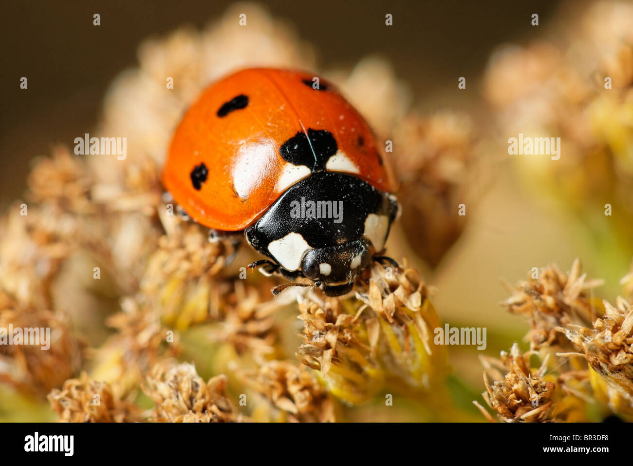 Coccinella 7 punctata hi-res stock photography and images - Alamy