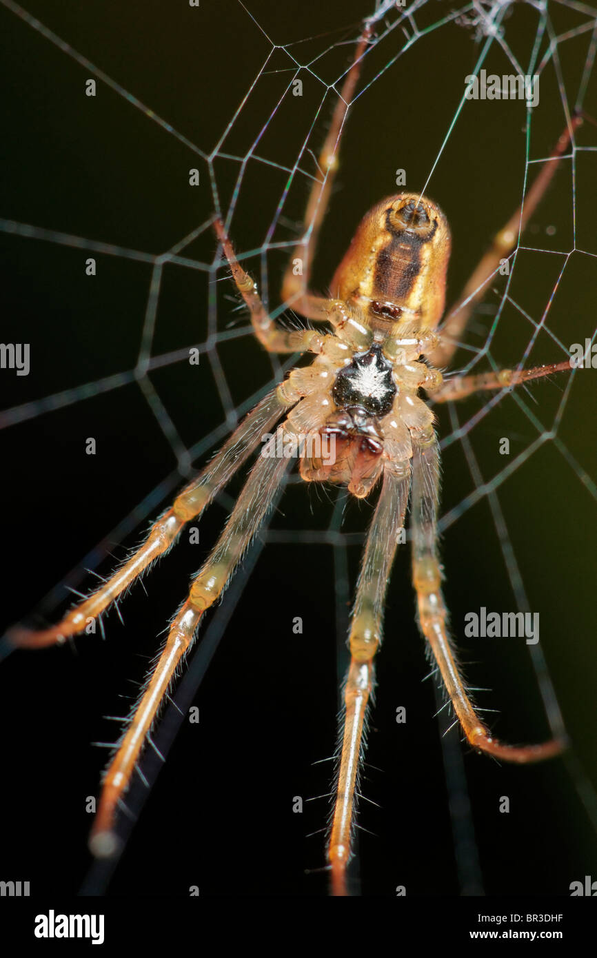 Underside Of Spider High Resolution Stock Photography and Images - Alamy