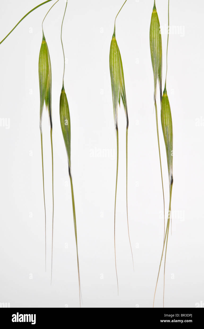 Close up wild oat avena hi-res stock photography and images - Alamy