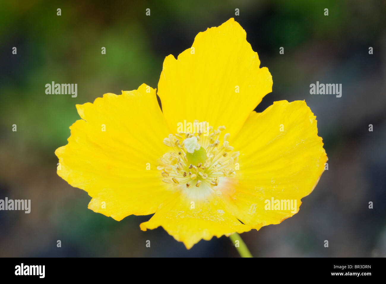 Yellow Welsh Poppy. Meconopsis cambrica Stock Photo - Alamy