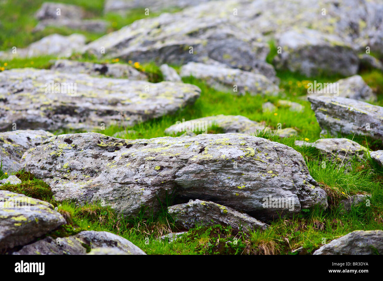 Grass On Rocks