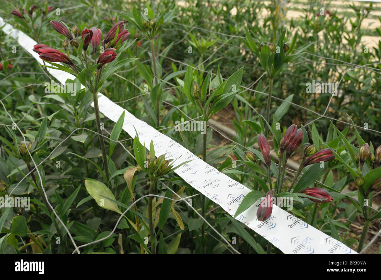 Continuous paper strips of Amblyseius spp predatory mites in commercial ...