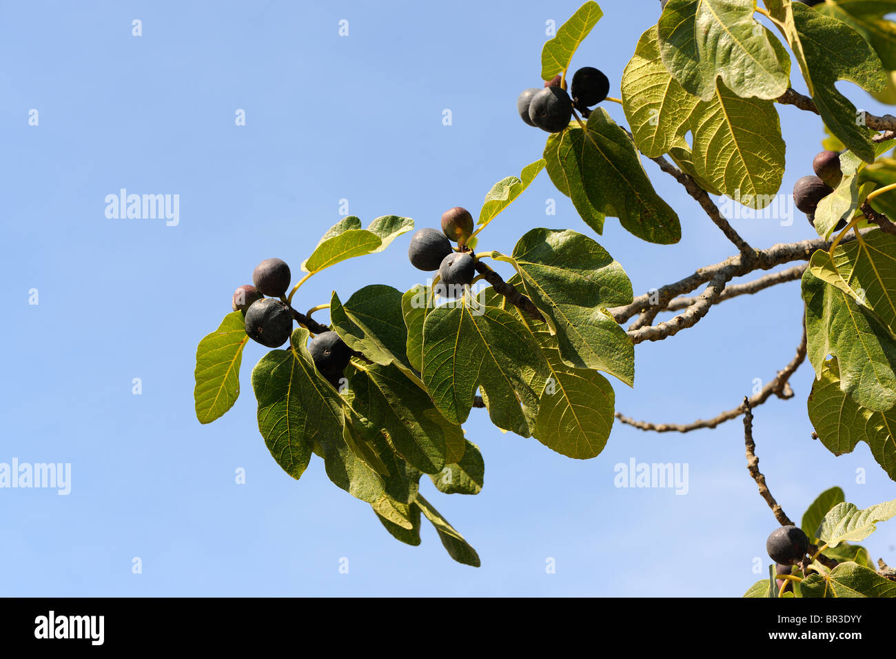 Fig text hi-res stock photography and images - Alamy