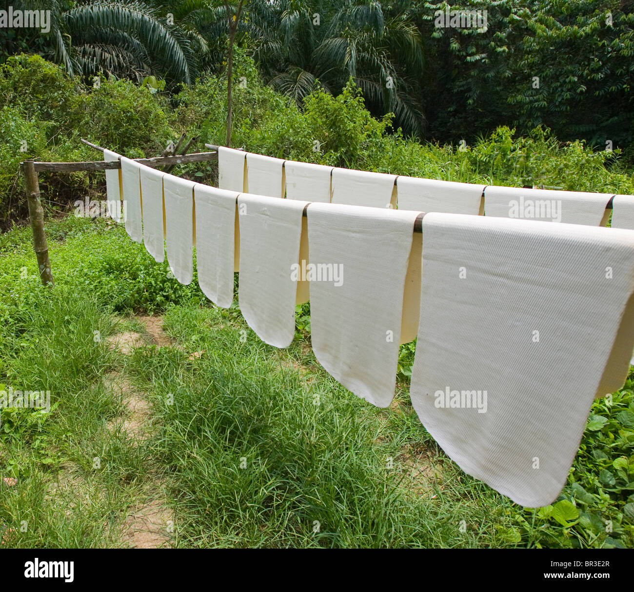 Rubber Production: Tapping rubber trees, latex collection and ...