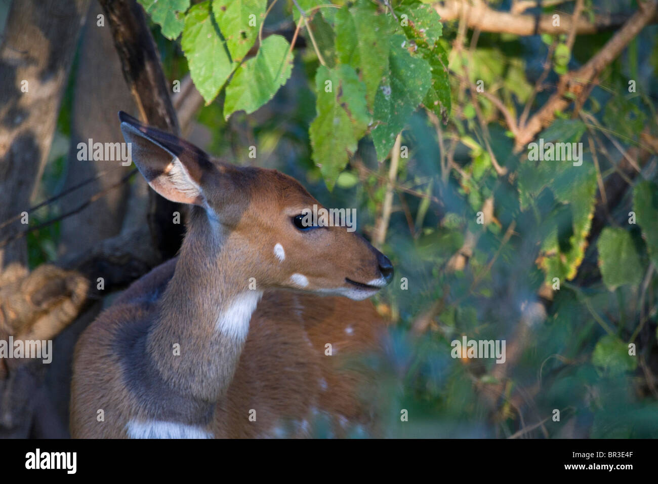Female Bushbuck (Tragelaphus scriptus) amongst the trees, Kruger ...