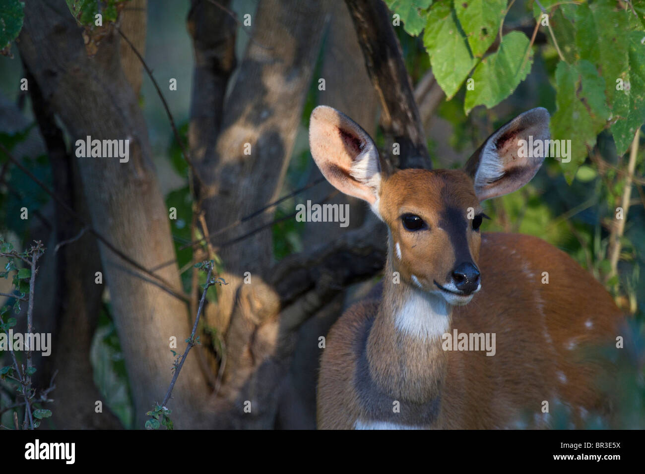 Female Bushbuck (Tragelaphus scriptus) amongst the trees, Kruger ...