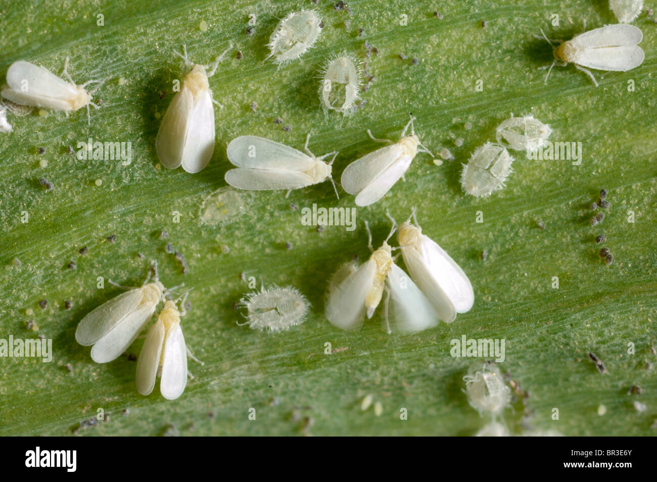 Whitefly Identification