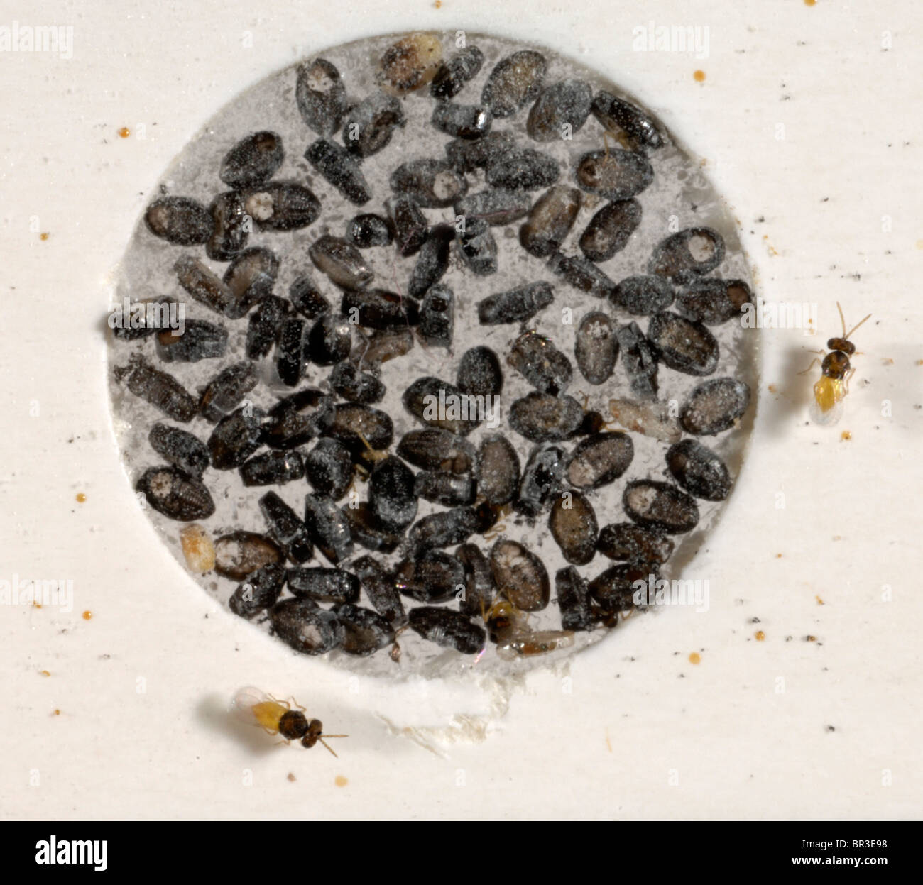 Adult Encarsia formosa wasps hatched on card for commercial use in ...