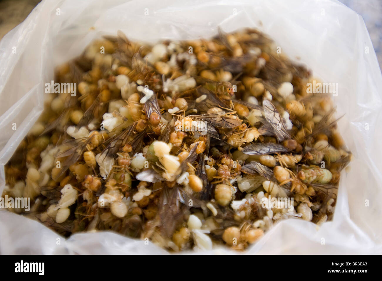 Fried rice with flying ants, Thailand, famous Thai dishes Stock Photo ...