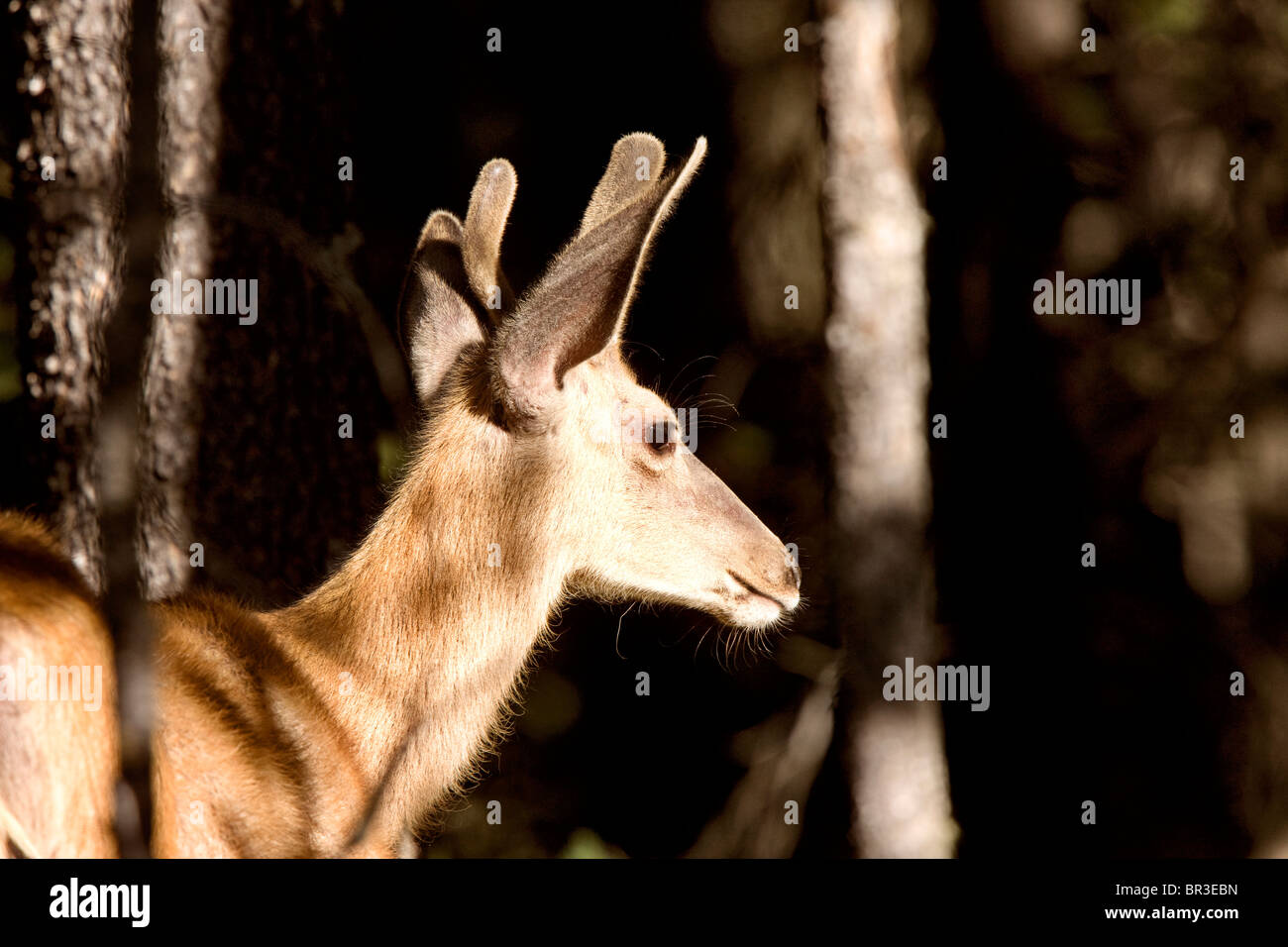 Sunlit antlers hi-res stock photography and images - Alamy