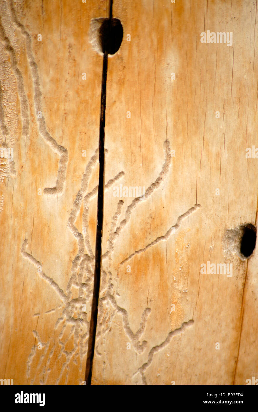 Bark beetle trails in a ponderosa pine Stock Photo - Alamy