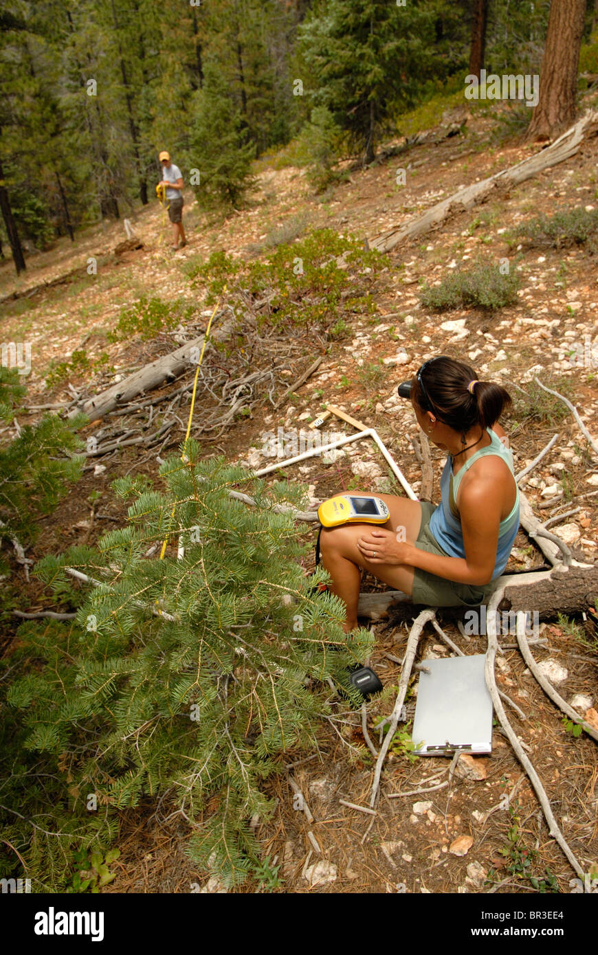 Two women field biologists gather data for a 50 year ongoing forest ...