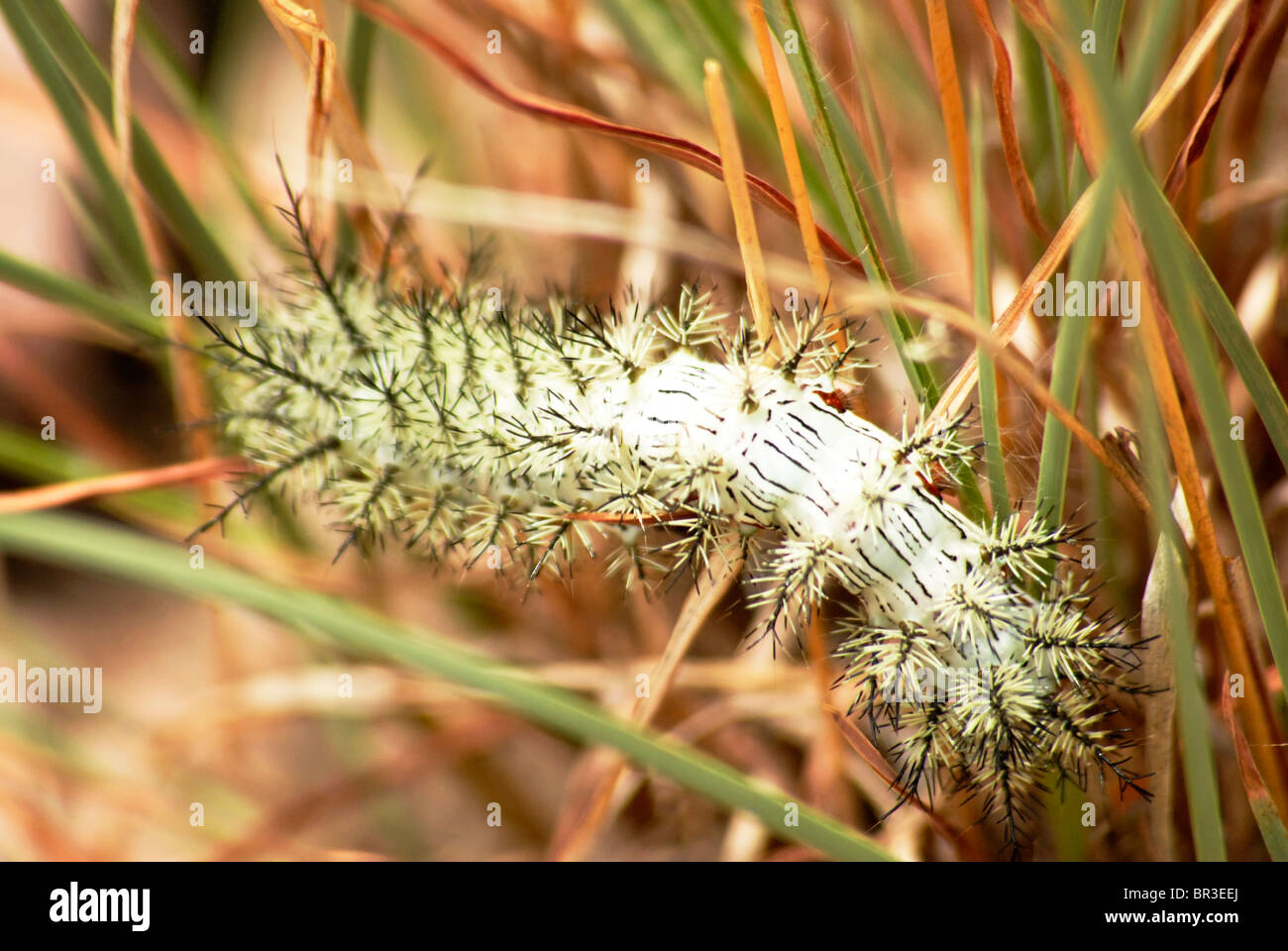 Automeris panima larvae, caterpillar along the Verde River North of ...