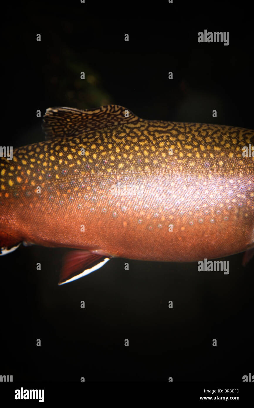 Cropped, close up, fish swimming in water Stock Photo - Alamy