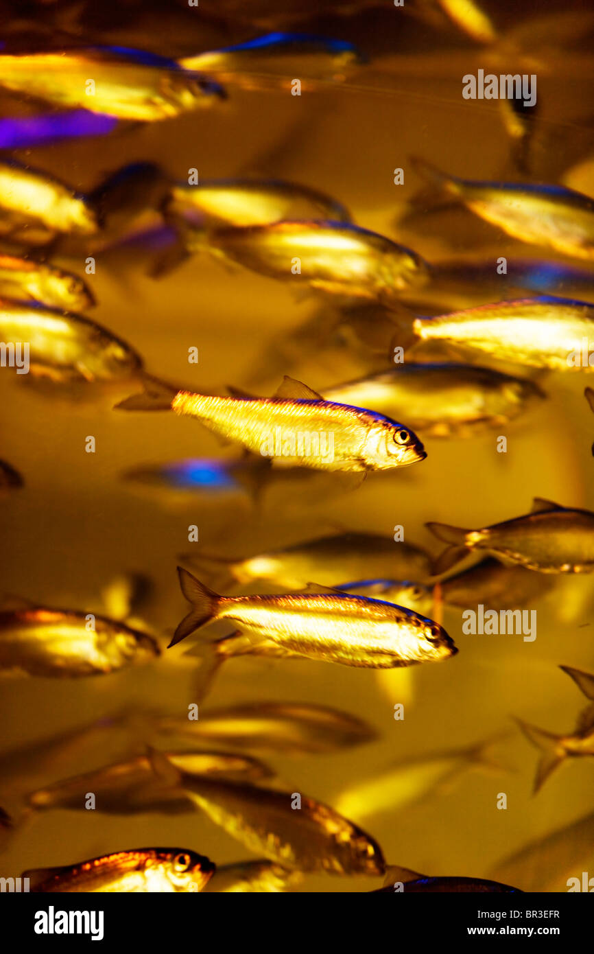 Underwater view of a school of fish Stock Photo - Alamy