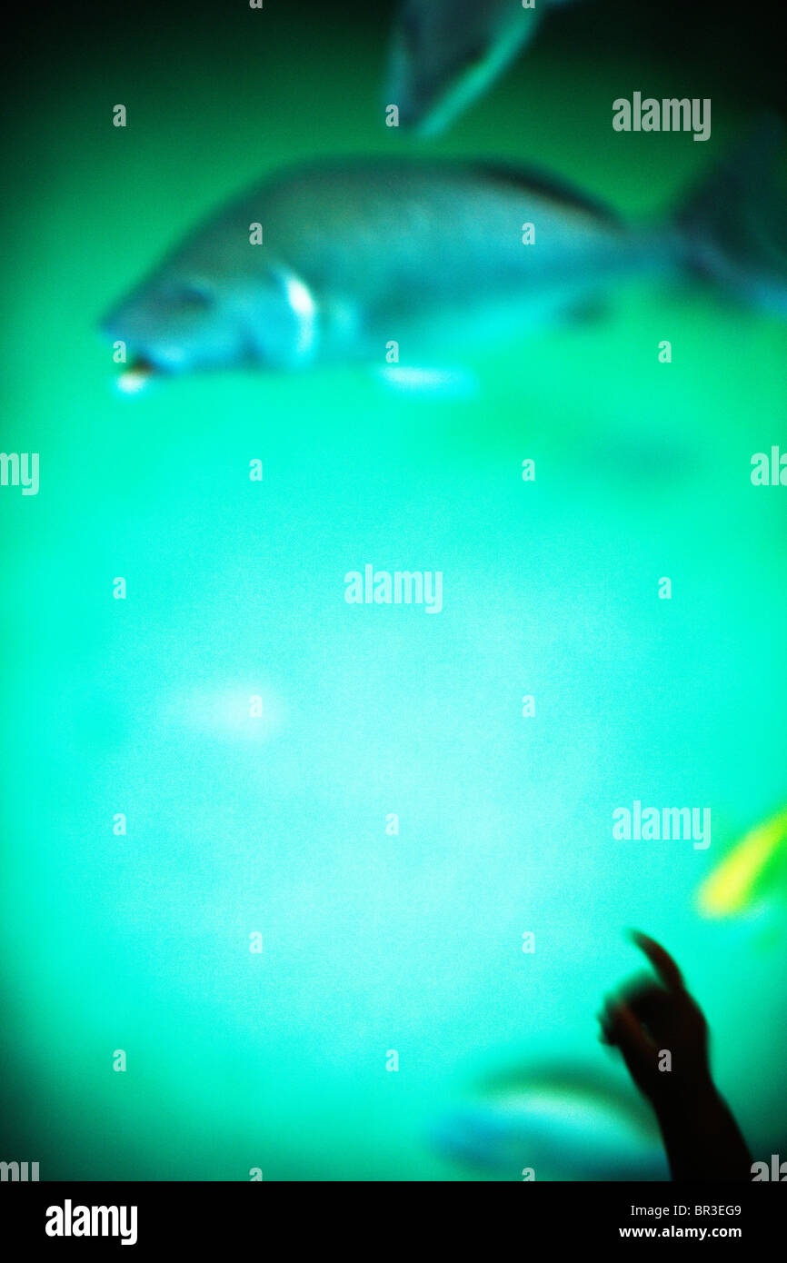 A hand pointing up at a fish in a aquarium Stock Photo - Alamy