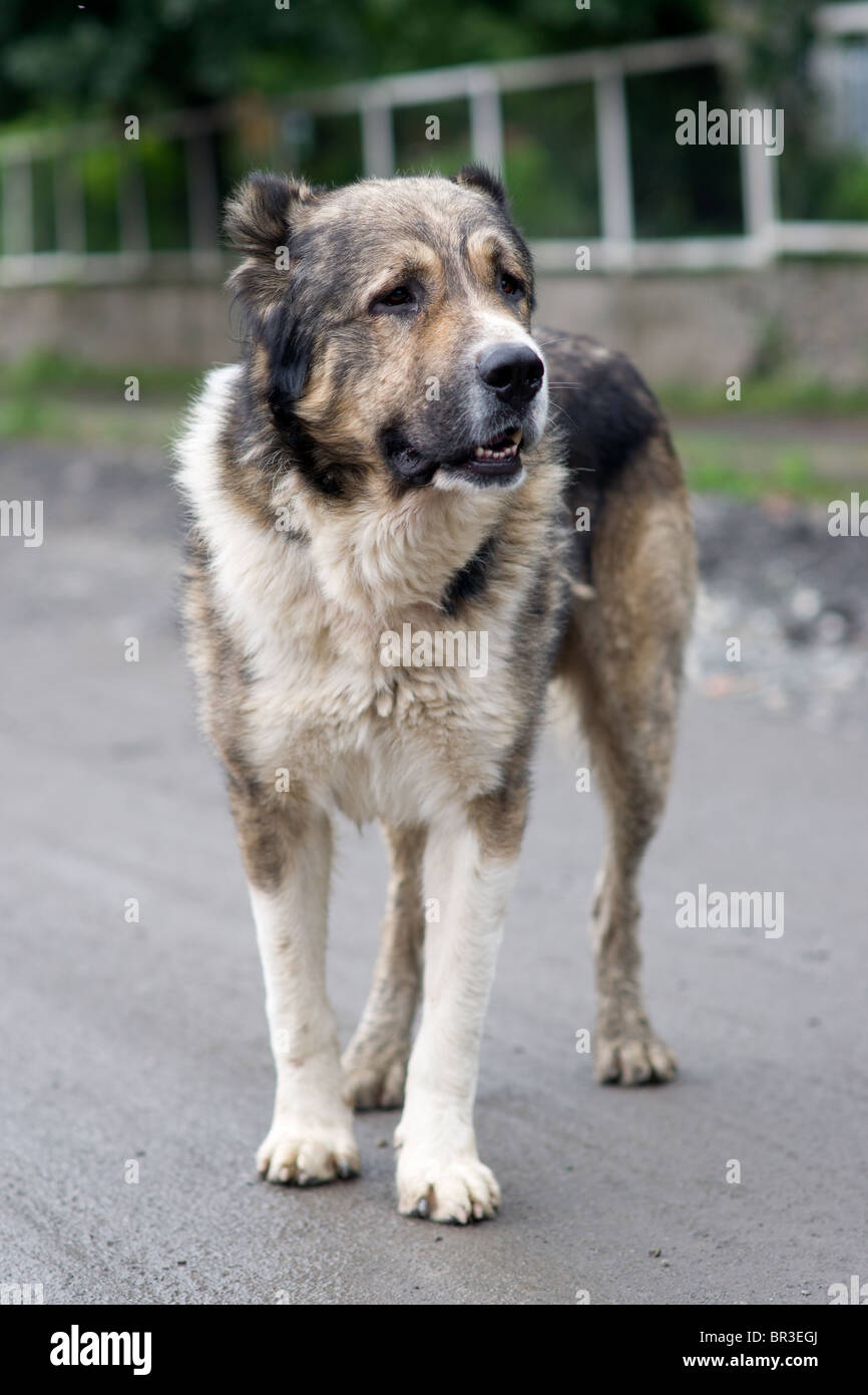 Caucasian Dog Standing