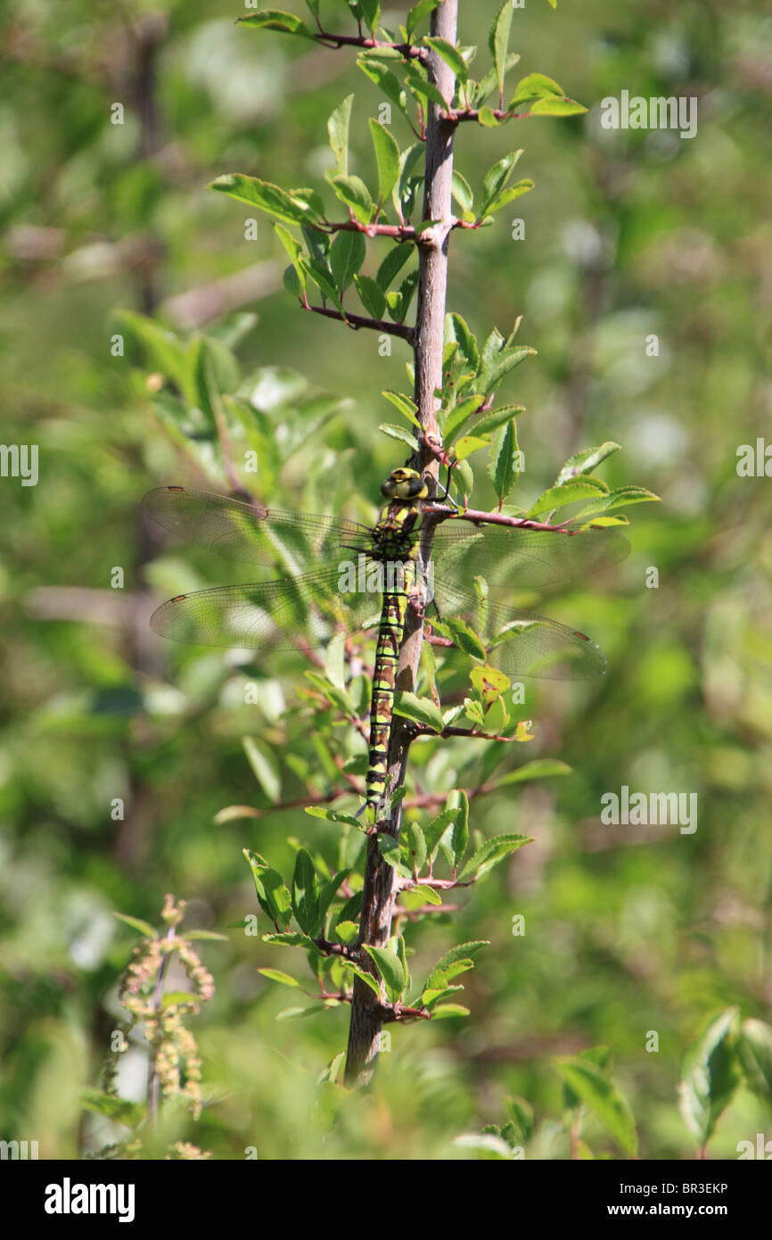 Dragon insect hi-res stock photography and images - Alamy