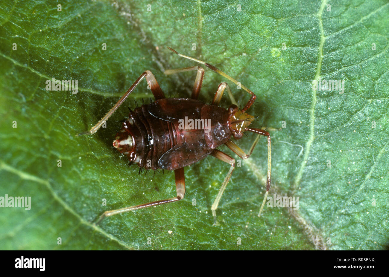 Predatory bug (Deraeocoris ruber) nymph polypagous predator on fruit ...