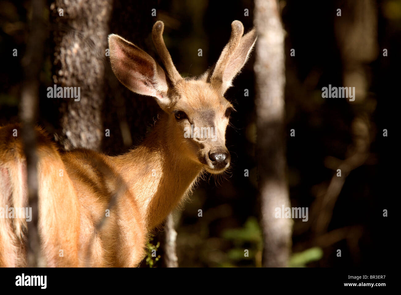 Sunlit antlers hi-res stock photography and images - Alamy