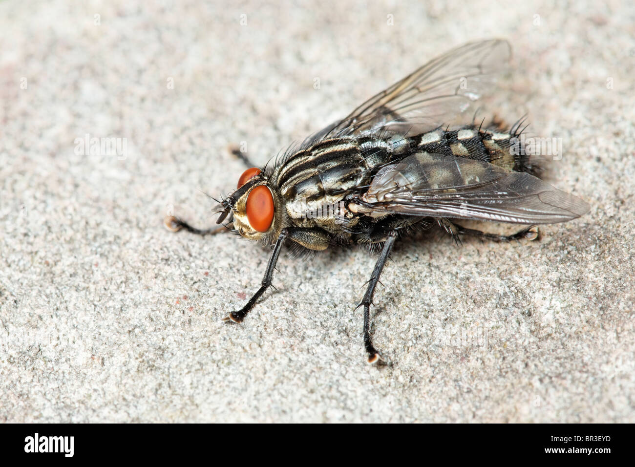 A Flesh Fly. Possibly a Common Flesh Fly, Sarcophaga carnaria Stock ...