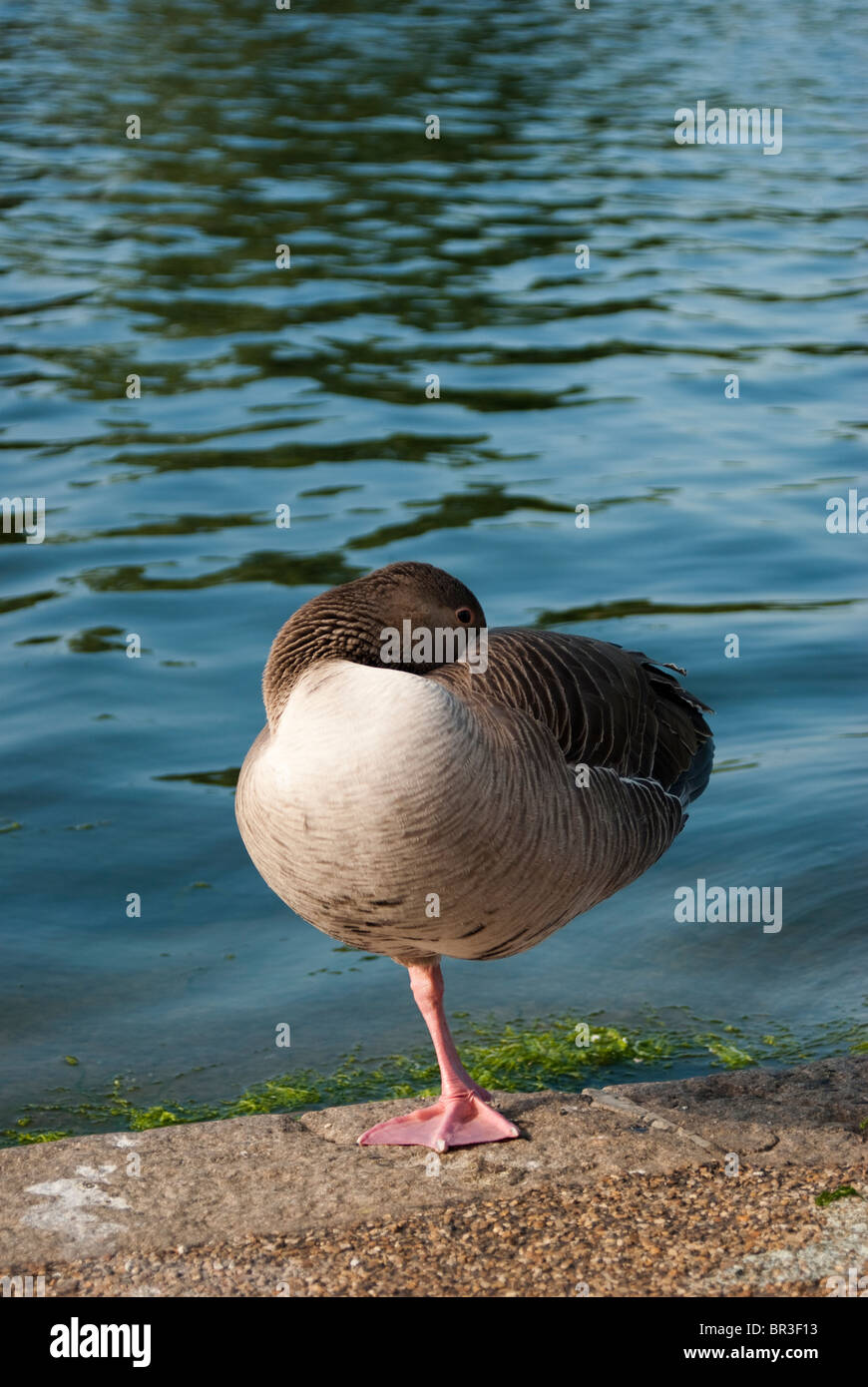 Goose sleeping, resting, thing Stock Photo - Alamy