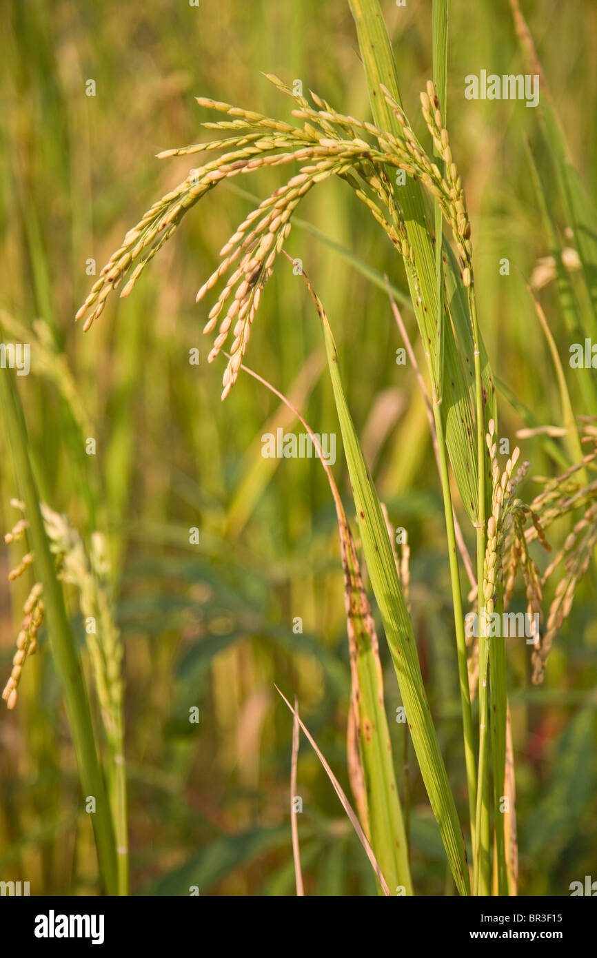 Liberia farm hi-res stock photography and images - Alamy
