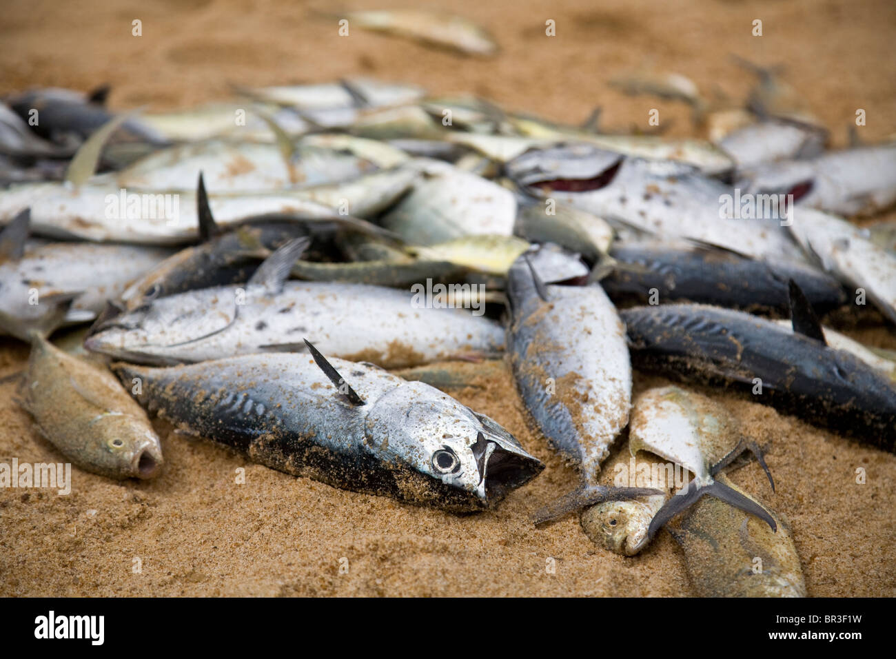 Sulima High Resolution Stock Photography and Images - Alamy