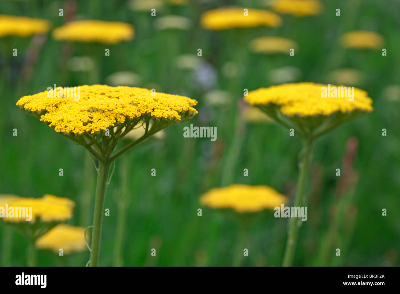 Achillea filipendulina 'Gold Plate'' Stock Photo - Alamy