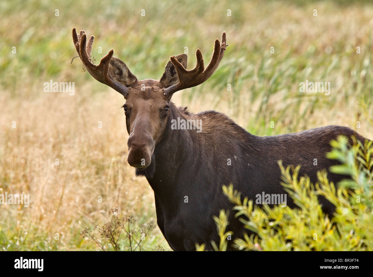 Bull Moose in Saskatchewan Prairie wheat bush close up Stock Photo - Alamy
