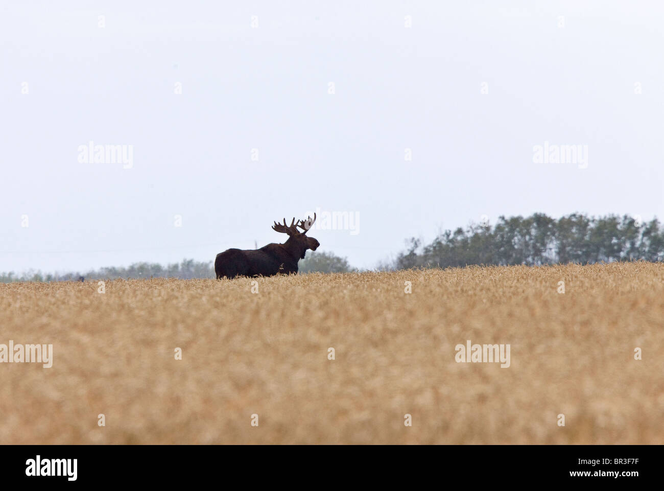 Bull Moose in Saskatchewan Prairie wheat bush Stock Photo - Alamy