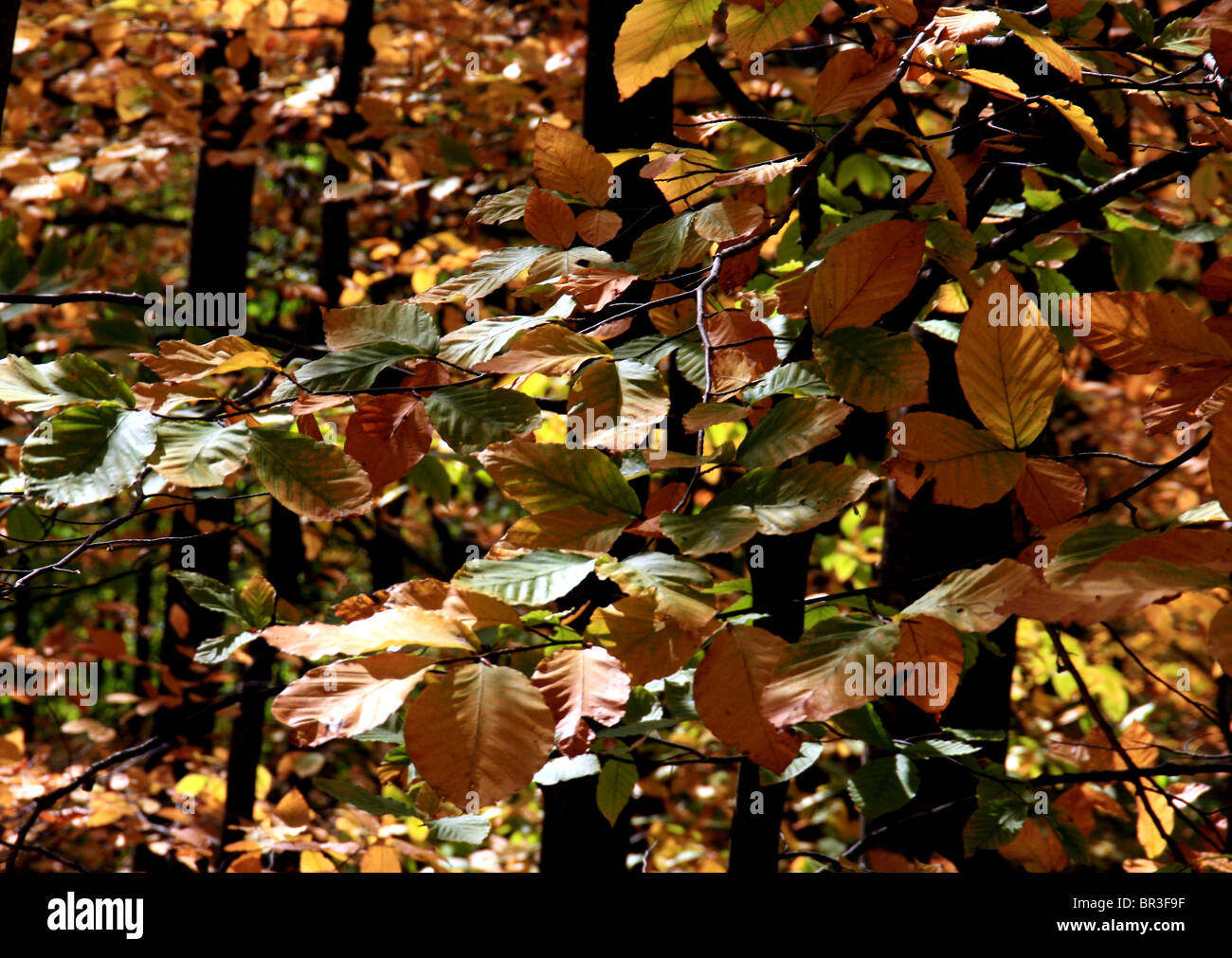 Trees in october Stock Photo - Alamy