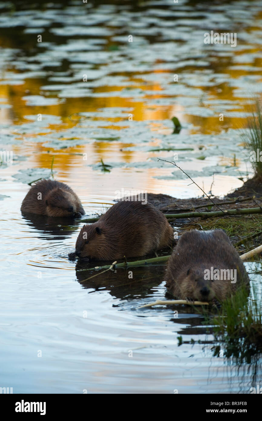 Three wild beavers foraging and feeding along a lake shore Stock Photo ...