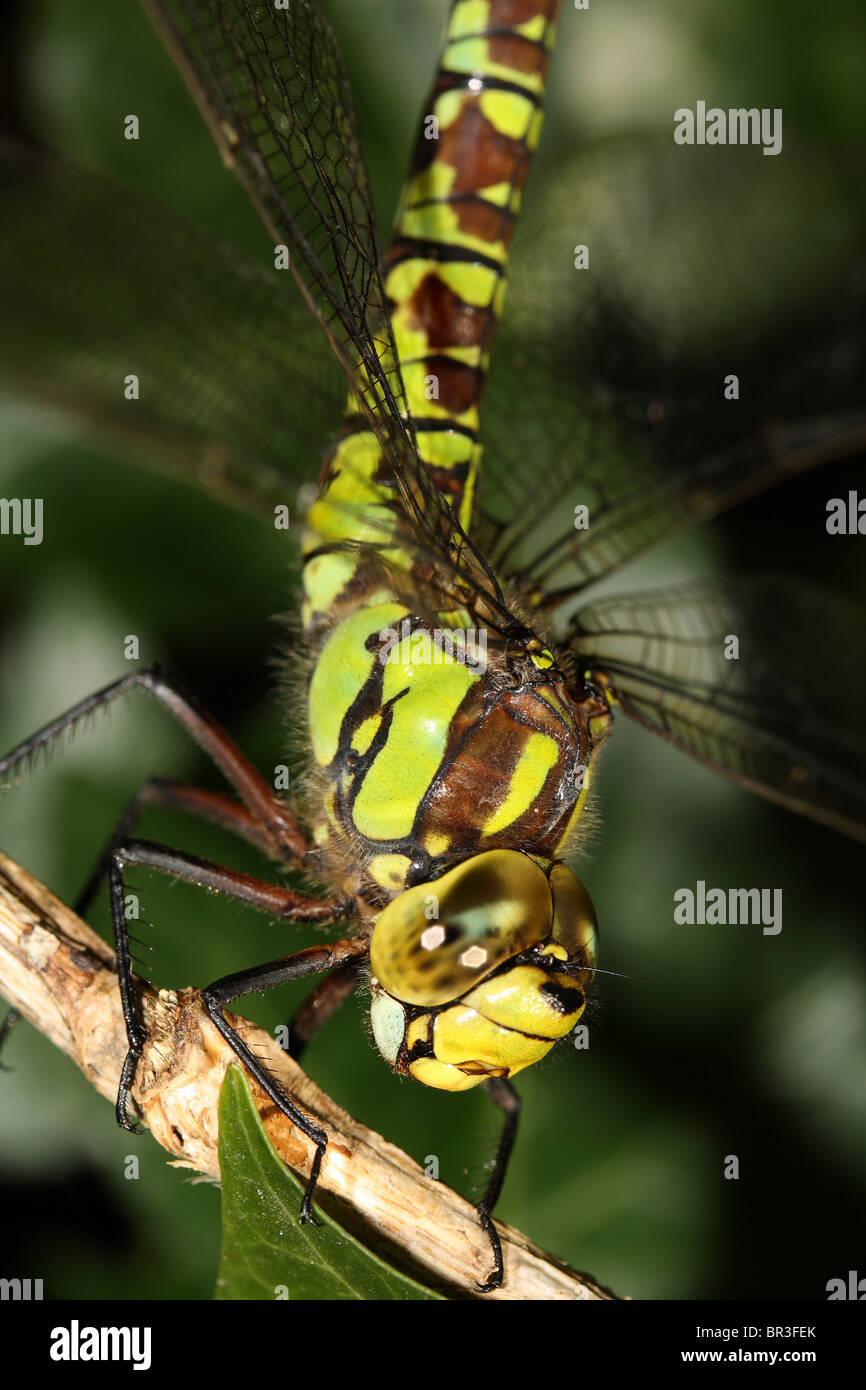 Female Dragonfly High Resolution Stock Photography and Images - Alamy