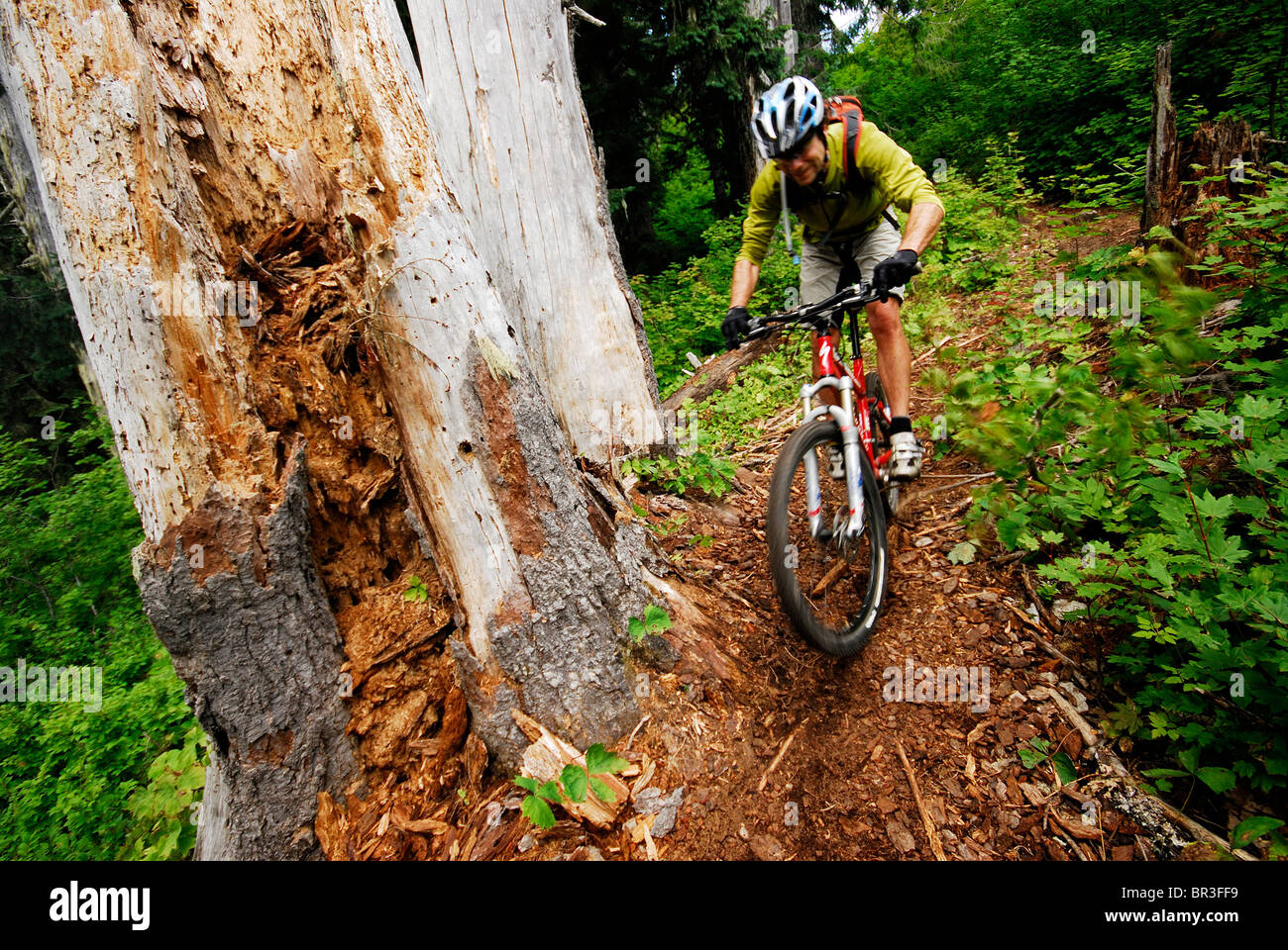 Mountain biking at Mount. St. Helens National Volcanic Monument Stock ...
