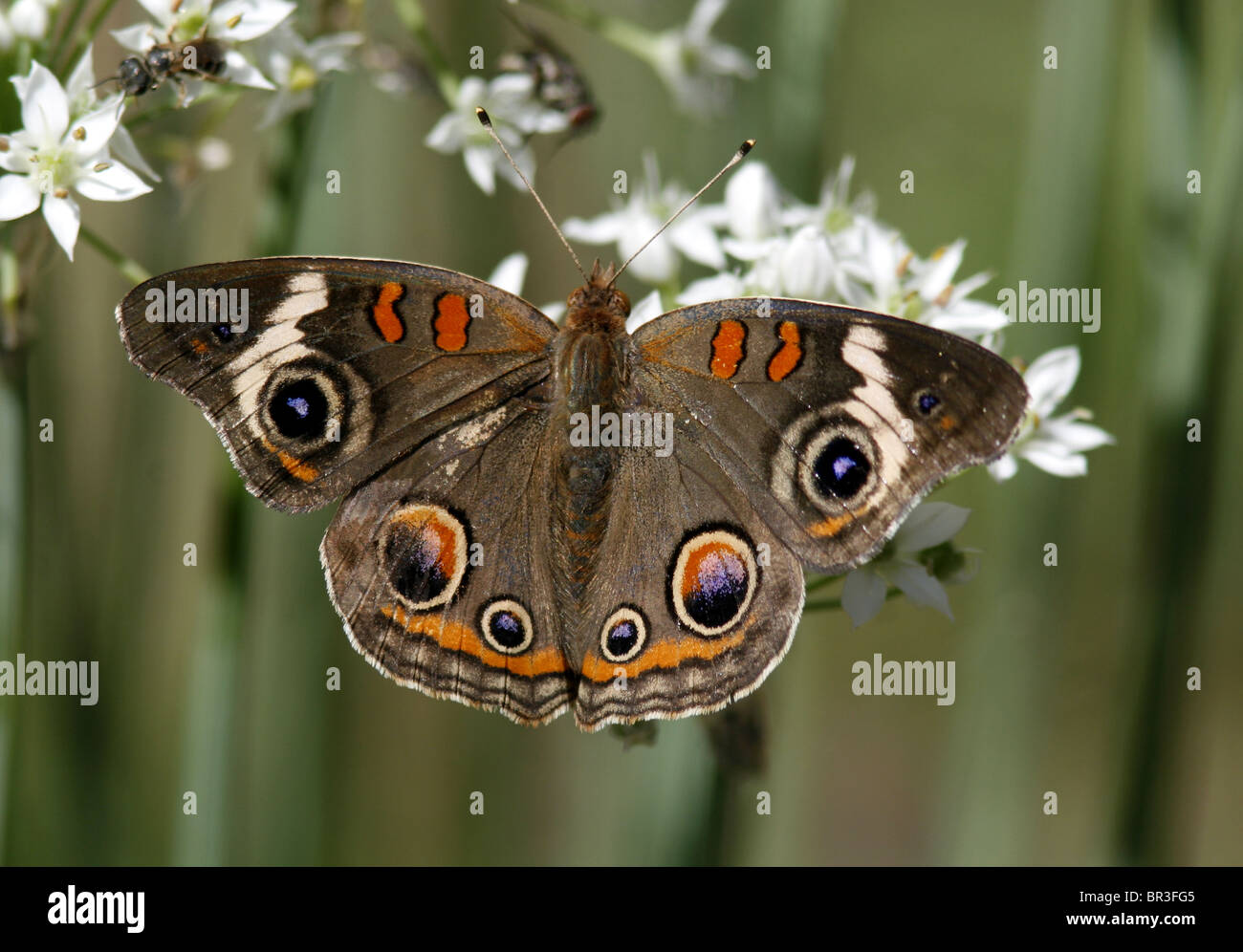 Buckeye butterfly hi-res stock photography and images - Alamy