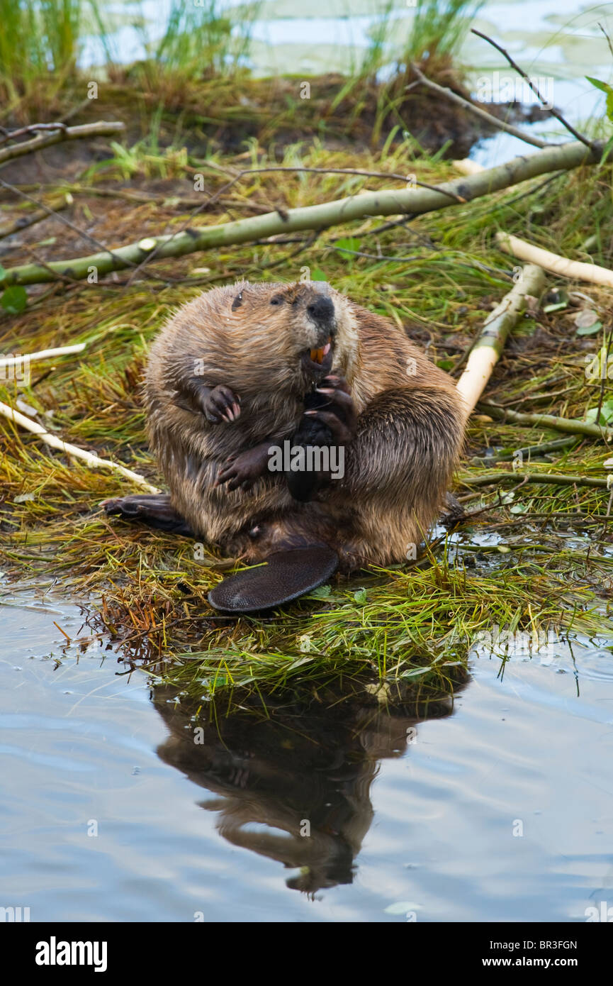 An adult beaver sitting on his butt and scratching under his chin Stock ...