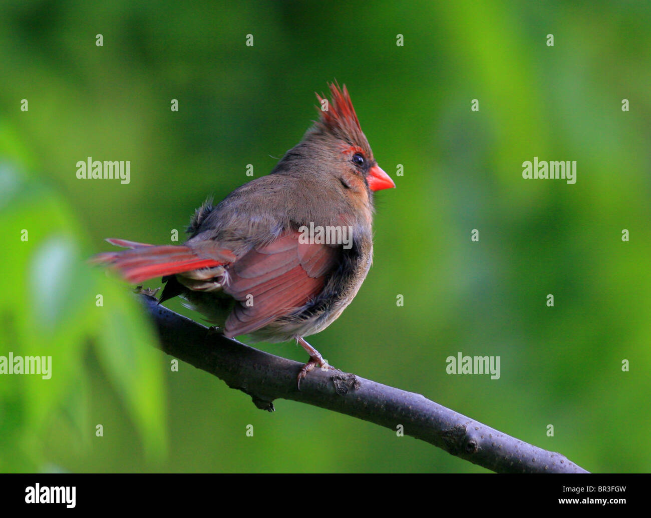 Cardinal nest hi-res stock photography and images - Alamy