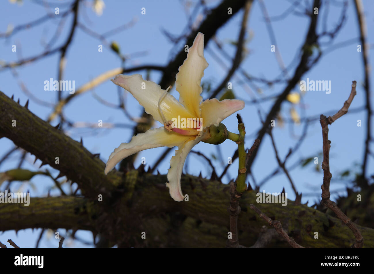 Chorisia insignis tree hi-res stock photography and images - Alamy