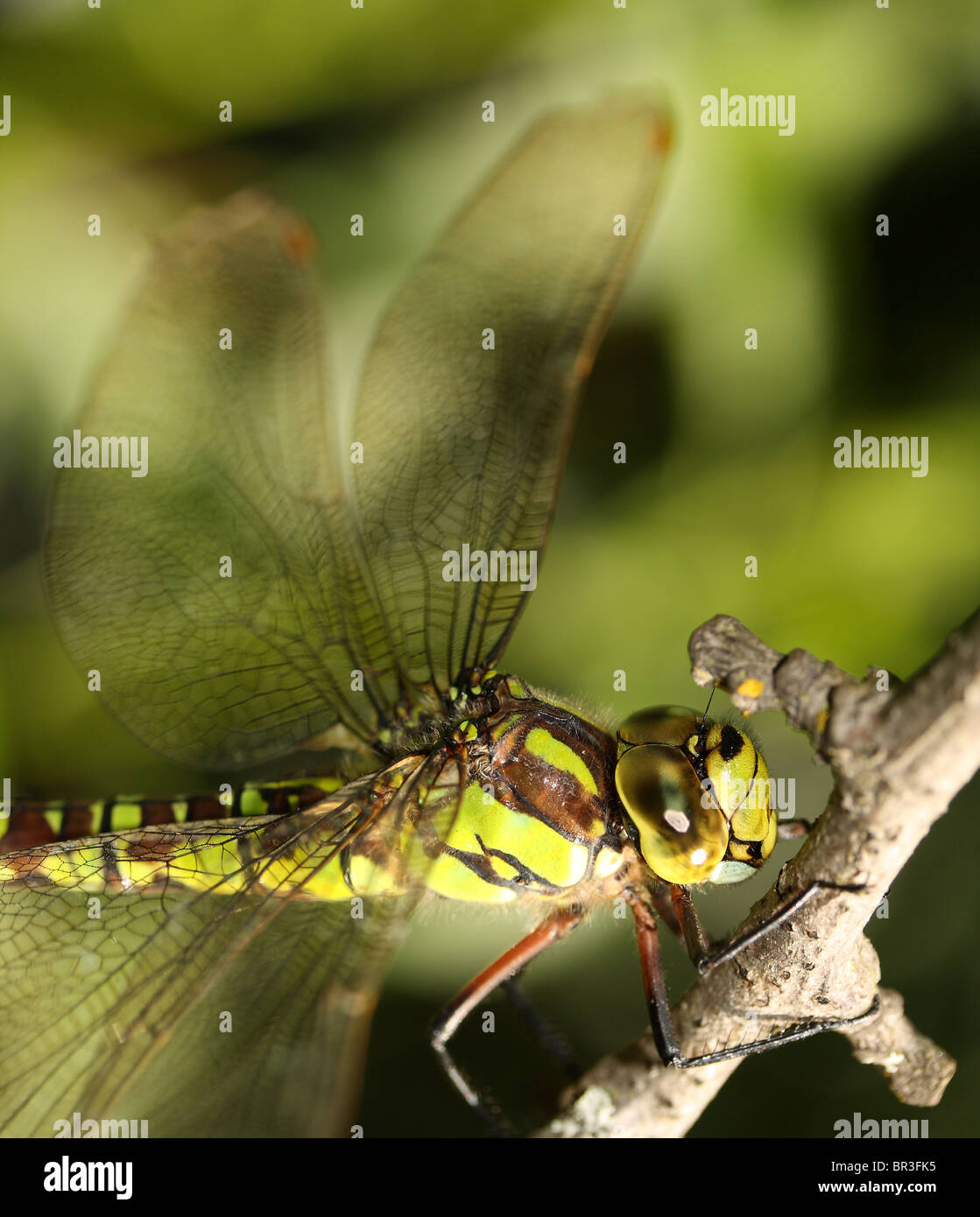 Female Common Hawker Dragonfly Stock Photo - Alamy