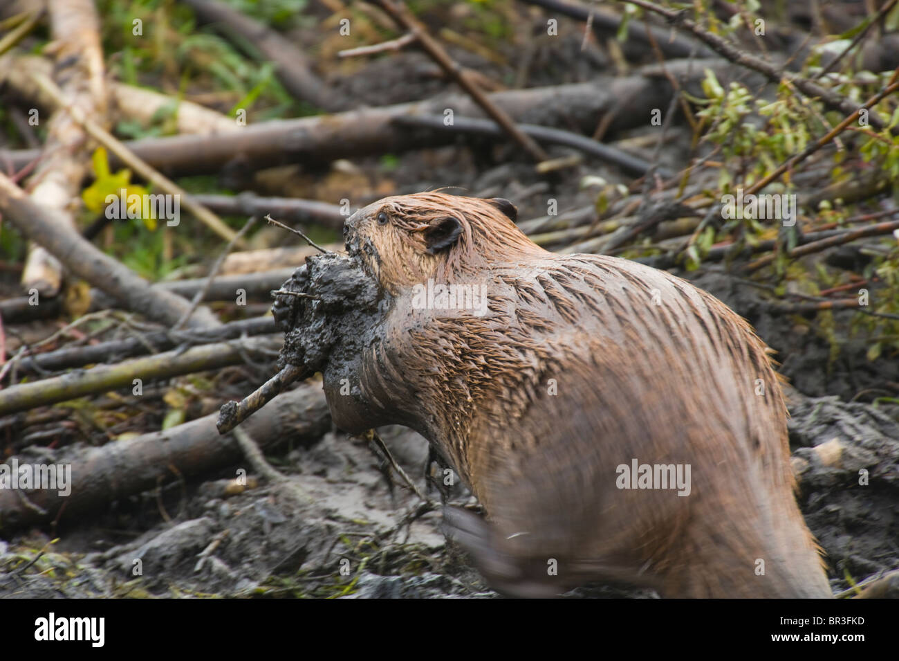 A wild beaver walking on his hind feet Stock Photo - Alamy