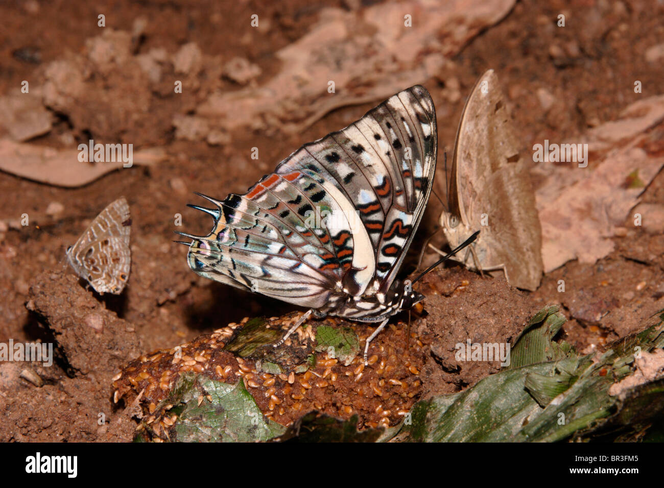 Savannah charaxes hi-res stock photography and images - Alamy
