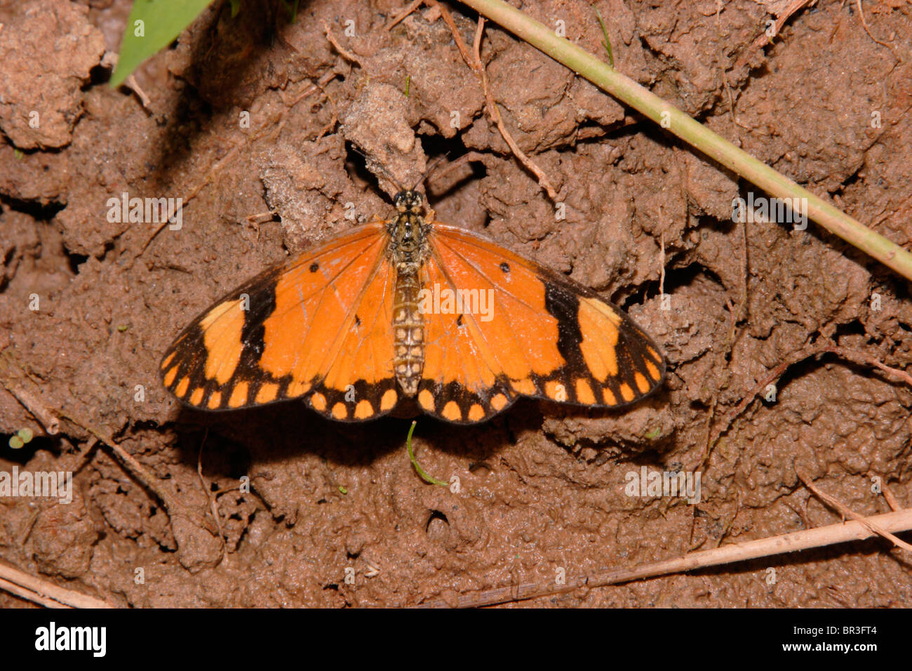 Small Orange/Dancing Acraea butterfly (Acraea serena/eponina ...