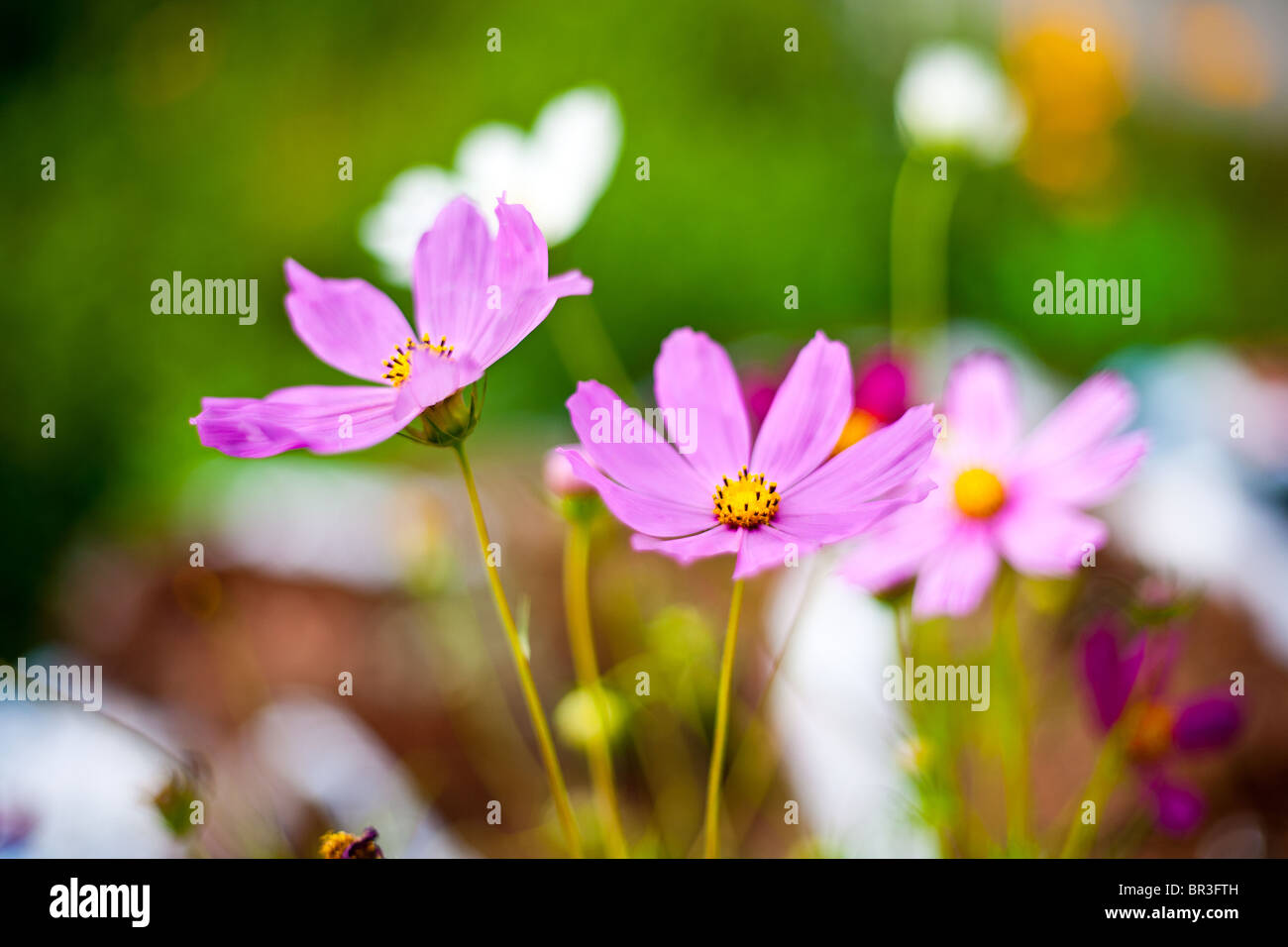 Colorful cosmos flowers (chrysanthemum) in a garden Stock Photo - Alamy