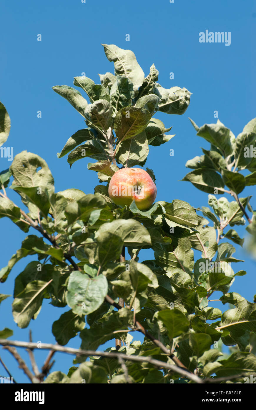 Single red apple on the apple tree branch Stock Photo - Alamy