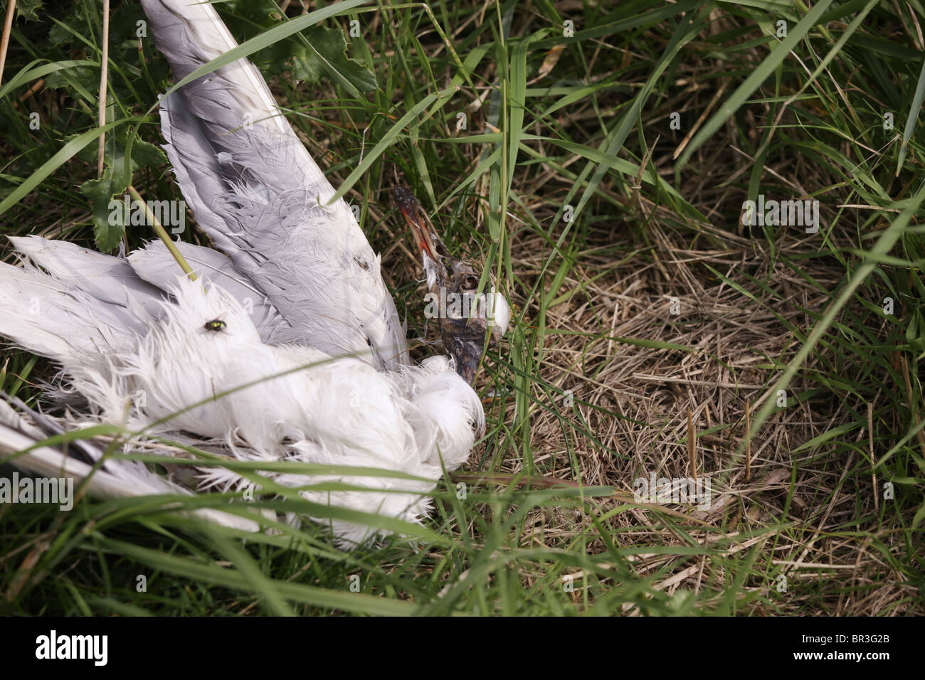 Rotting dead seagull Stock Photo - Alamy